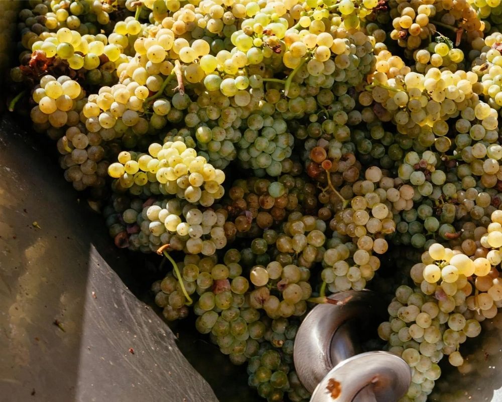 Pack WSET Level 1 and 2 Award in Wine Online - Weeno