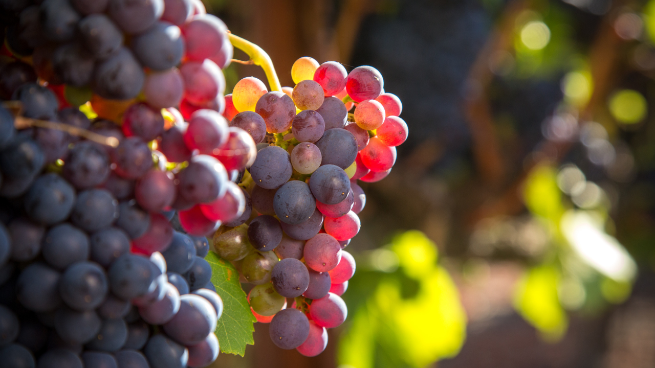 All about Grenache: history, terroirs and iconic ... - Weeno